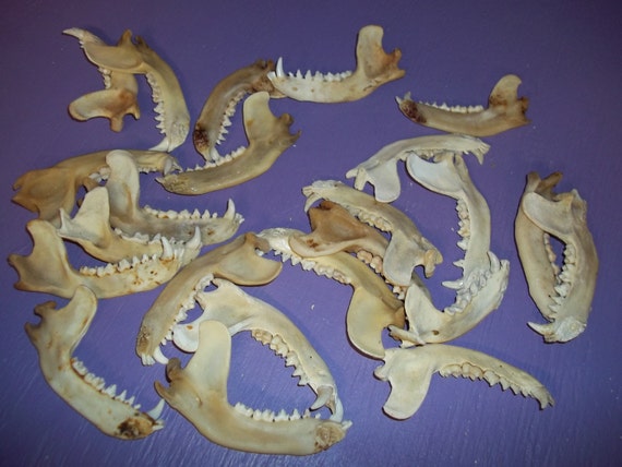 23 Real animal jaw head skull raccoon skeleton teeth taxidermy