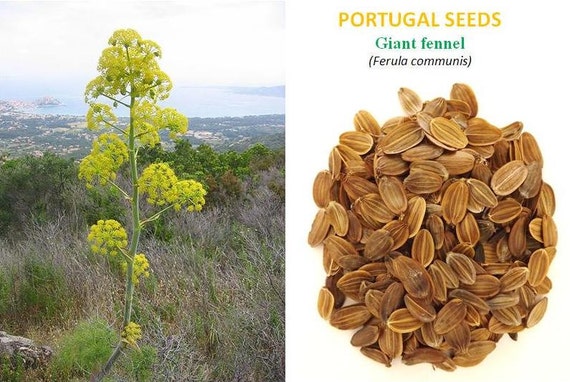 Items similar to Ferula Communis seeds on Etsy