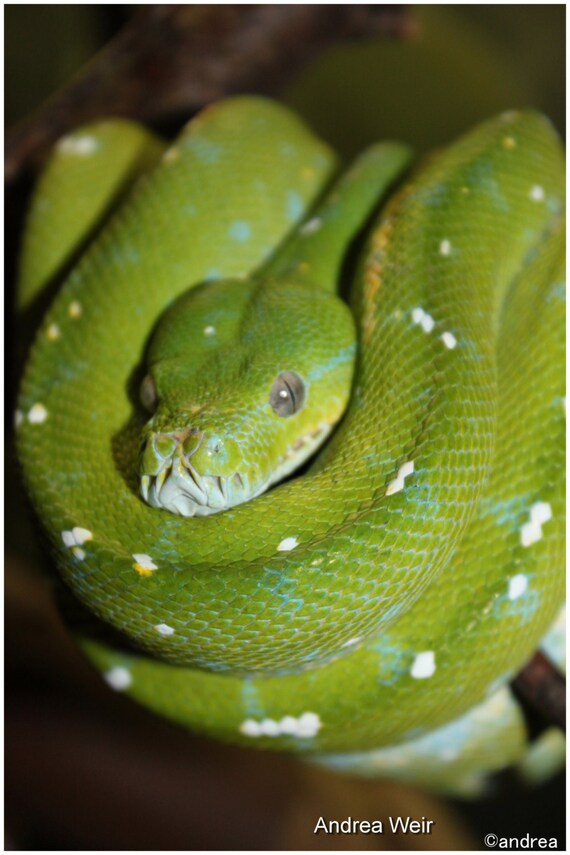 Smooth Green Snake