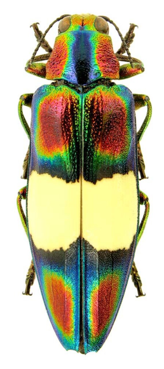 Real Rainbow Jewel Beetles Chrysochroa fulgens