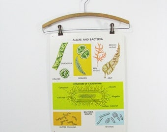 Vintage Science Poster Chart Study Prints Home Decor Art Algae and Bacteria