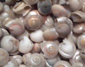 Bulk capiz shells | Etsy