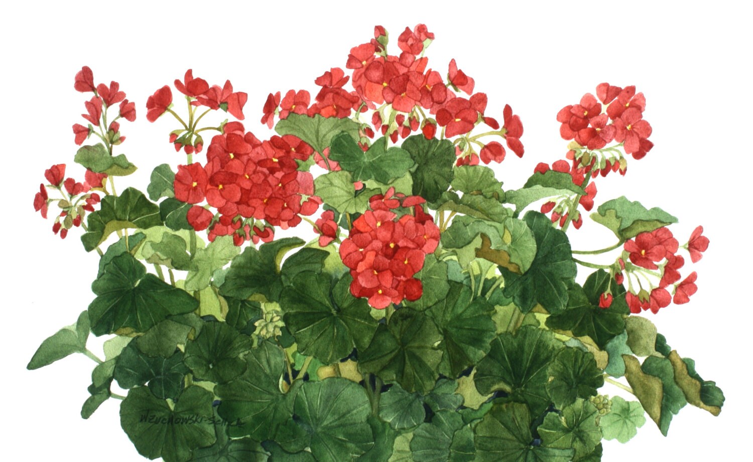 Red Geranium 2 Watercolor Painting Reproduction by Wanda's