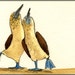 PRINT-Blue footed booby seabird art by SanMartinArtsCrafts