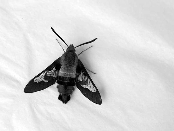 Moth Hummingbird Clearwing Hemaris thysbe by DreamerFineArts