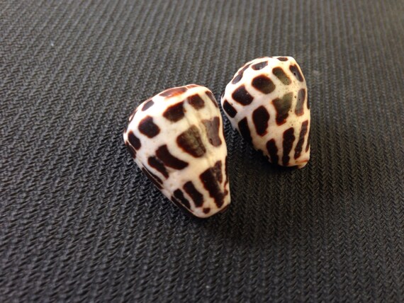 Hawaiian Hebrew cone shell pair lot of 2 surf tumbled