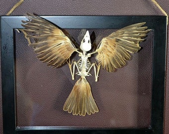 Popular items for bird skeleton on Etsy