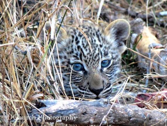 Items similar to Baby Leopard Photo. Original photograph. Leopard cub ...