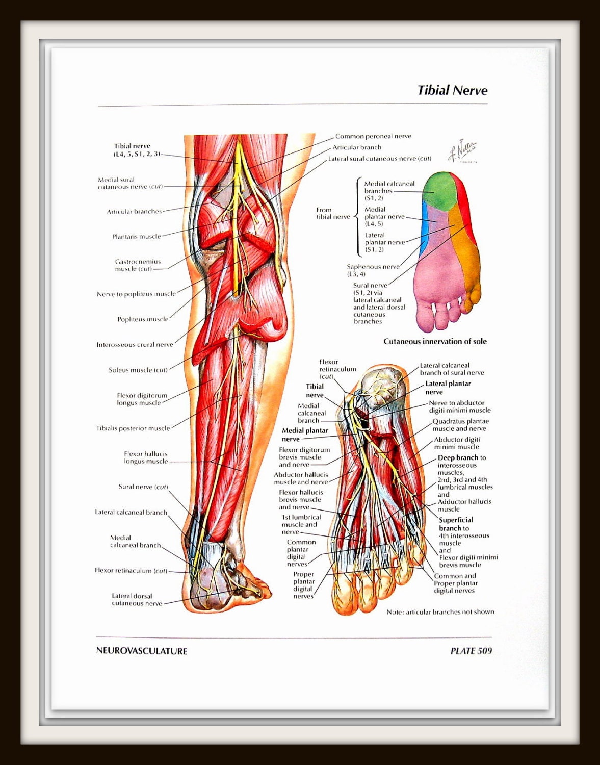 Anatomy Print Tibial Nerve Common Peroneal Nerve Human