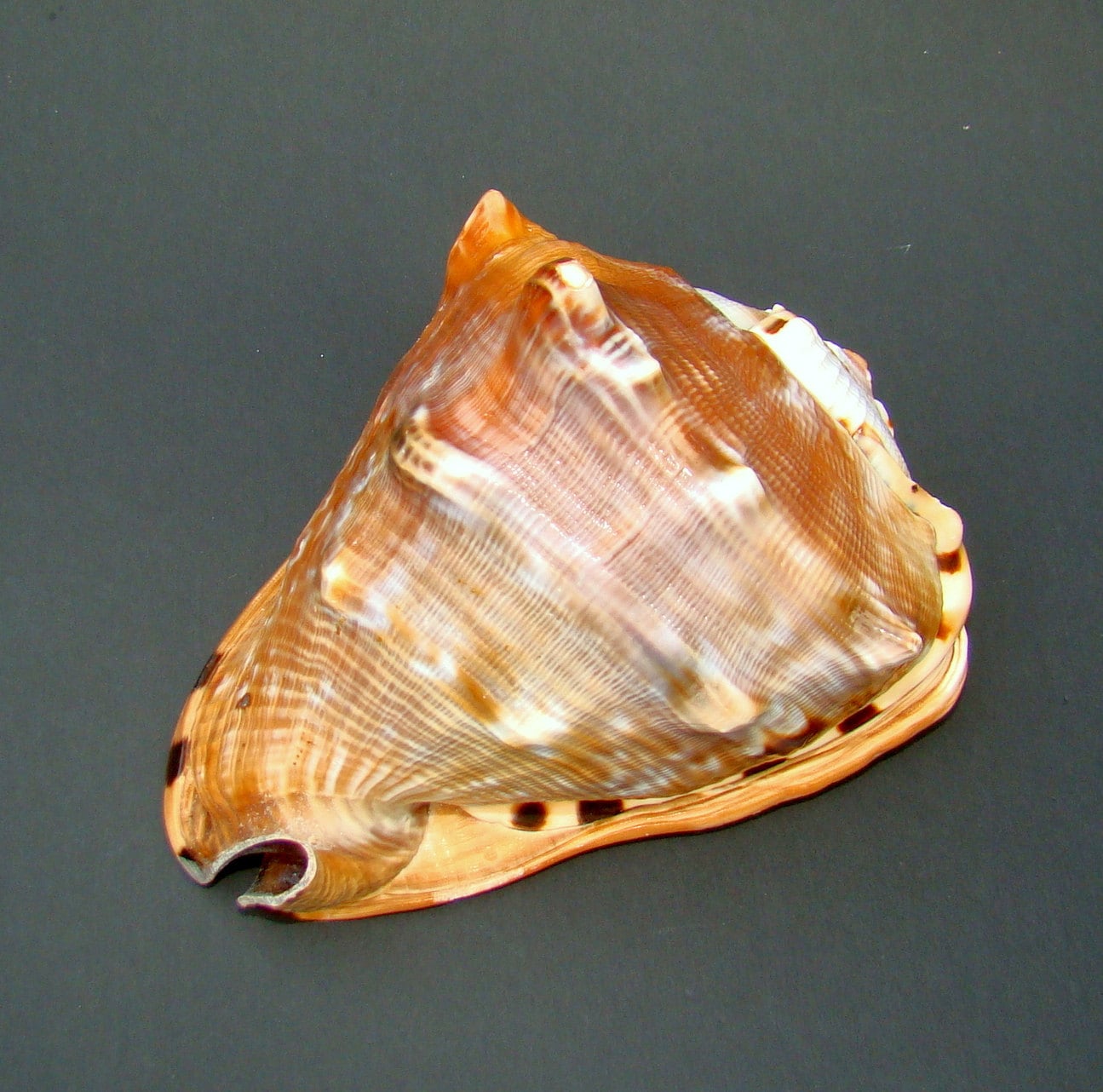 135mm KING HELMET Sea shell for your home decor, beach wedding ...