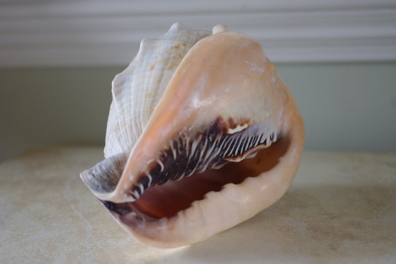 Big King Helmet Conch Beach Decor Seashell Collection