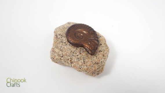 Pokemon Helix Fossil