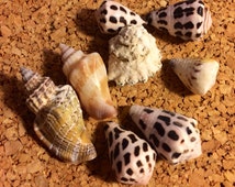 Popular items for hawaiian cone shell on Etsy