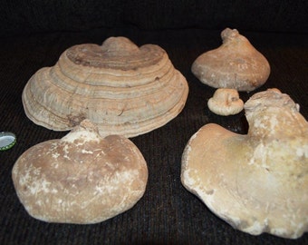 Popular items for fungus on Etsy