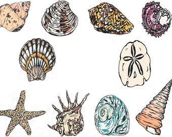 Sand dollar clip art | Etsy