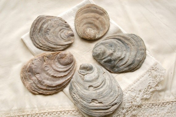 5 ancient fossil oyster shells no.b3 by treasurehider on Etsy