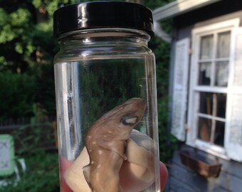 Popular items for fetus in a jar on Etsy