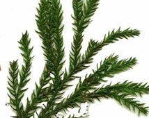 Popular items for princess pine on Etsy