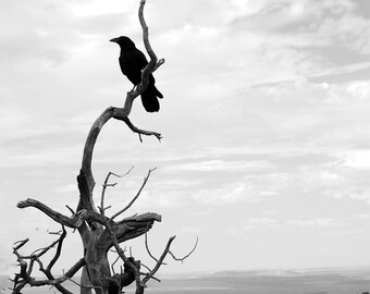 Popular items for art crow on Etsy