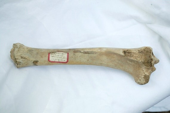 Items similar to Preserved 1980's Kansas Cow Tibia on Etsy