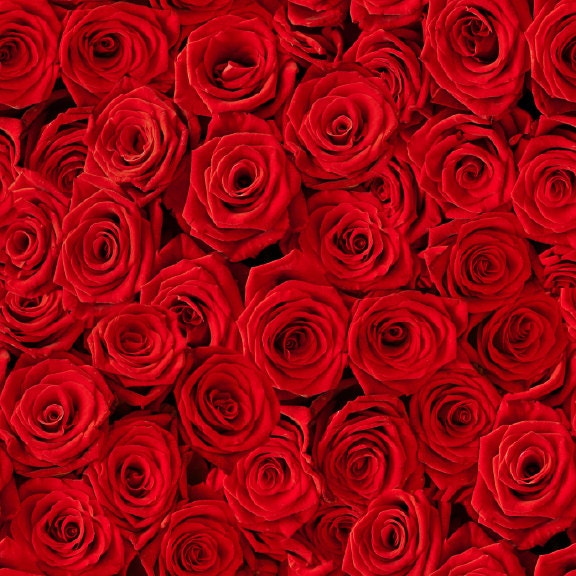 Bright Red Roses Removable Wallpaper 8 Feet