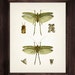 Insect Drawing IN-06 Fine art print of a by ThePrintedVintage