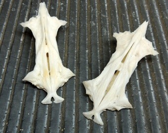 2 Catfish Frontal Skull Bones, Oddity, Curiosity Cabinet, Nautical or ...