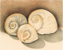 Popular items for shell drawings on Etsy
