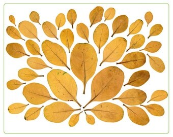Popular items for digital leaves on Etsy