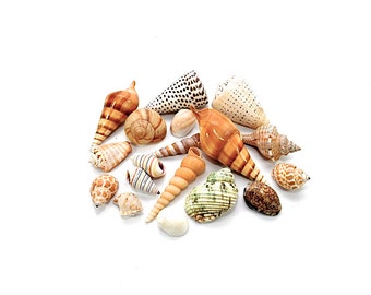 Popular items for vintage sea shell on Etsy