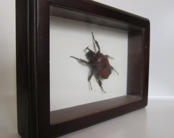 Insect shadow box | Etsy