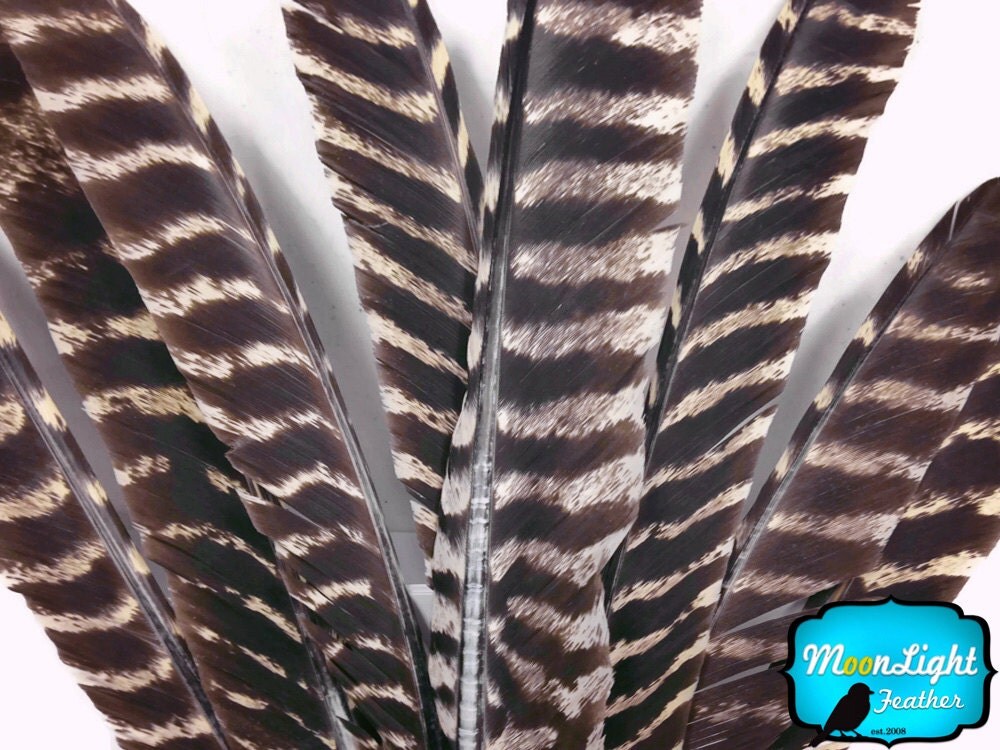 Wild Turkey Feathers 6 Pieces NATURAL BARRED Wild Turkey