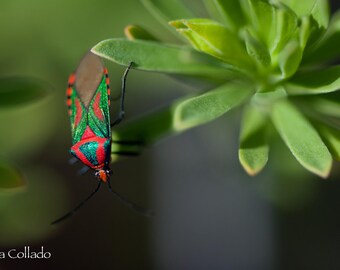 Insect images | Etsy