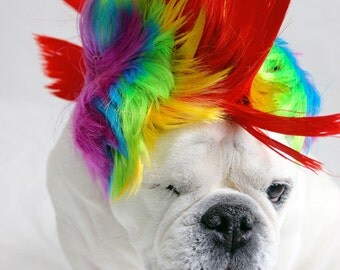 Wild Bull - Funny Dog Photo - Piper The One-eyed Bulldog wearing ...