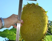 We Specialize in the LARGEST Sunflowers on by MonsterSunflowers
