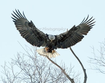 Bald eagle talon | Etsy