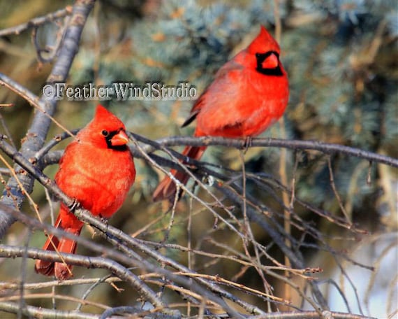 Cardinal Photography | Two Male Cardinals | Scarlet Red Yard Bird Photo ...