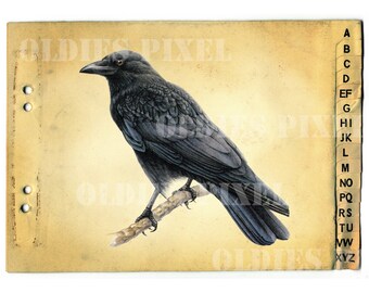 Carrion crow | Etsy