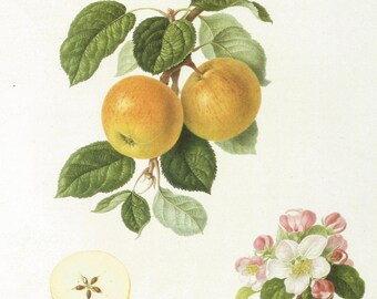 Hookers fruit | Etsy