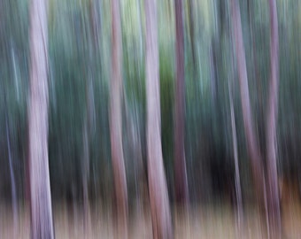 blue gum trees abstract, sydney, australia, impressionist photography