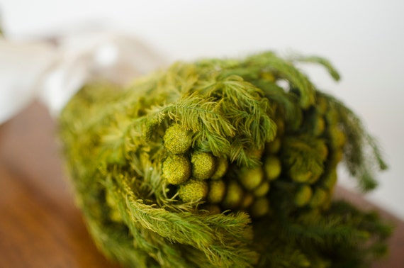 Green Brunia