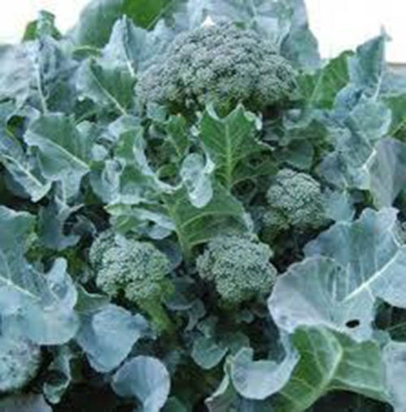 25 Giant Russian Broccoli Seeds-1251