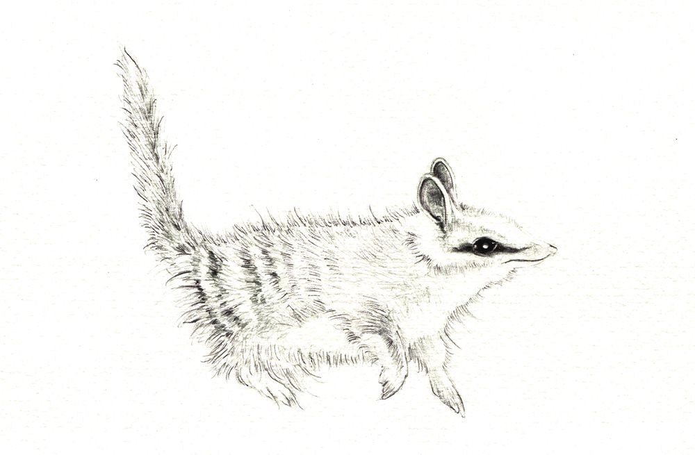Australian Numbat art print of an original drawing available