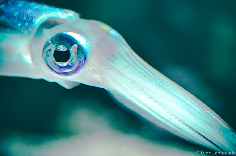 Ocean Photography blue reef squid ocean sea life