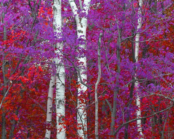 Birch Tree Photo Michigan Fall colors Red Purple Surreal