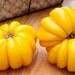 Yellow Ruffles Pleated Stuffing Heirloom Tomato by SherwoodsSeeds
