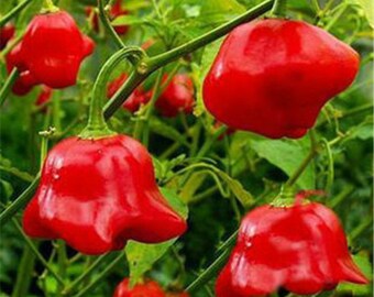 Popular items for hot peppers on Etsy