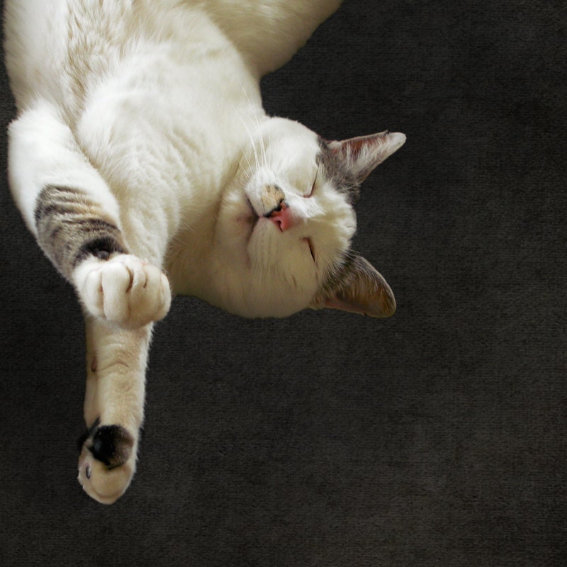 Surreal cat photo. Fine art photograph. Cat by SallyBanfill