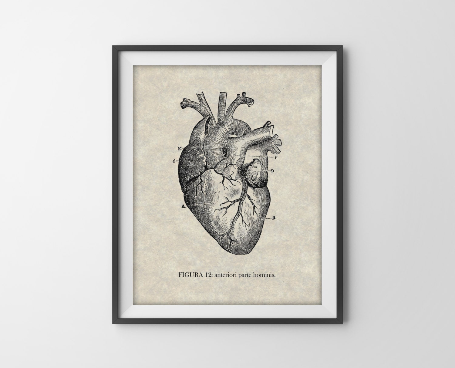 Vintage Heart Anatomy Art Print Antique by BySamantha on Etsy