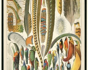 Popular items for bird feather print on Etsy